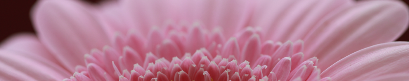 Floral Perfume Collection by AFNAN | Europe